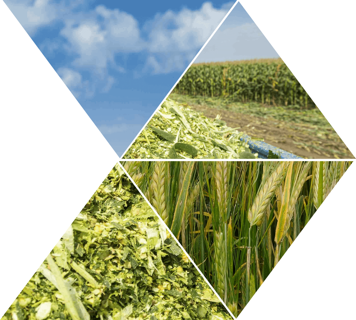 Culbac® Hay & Silage Inoculant For Forage Preservation - TransAgra