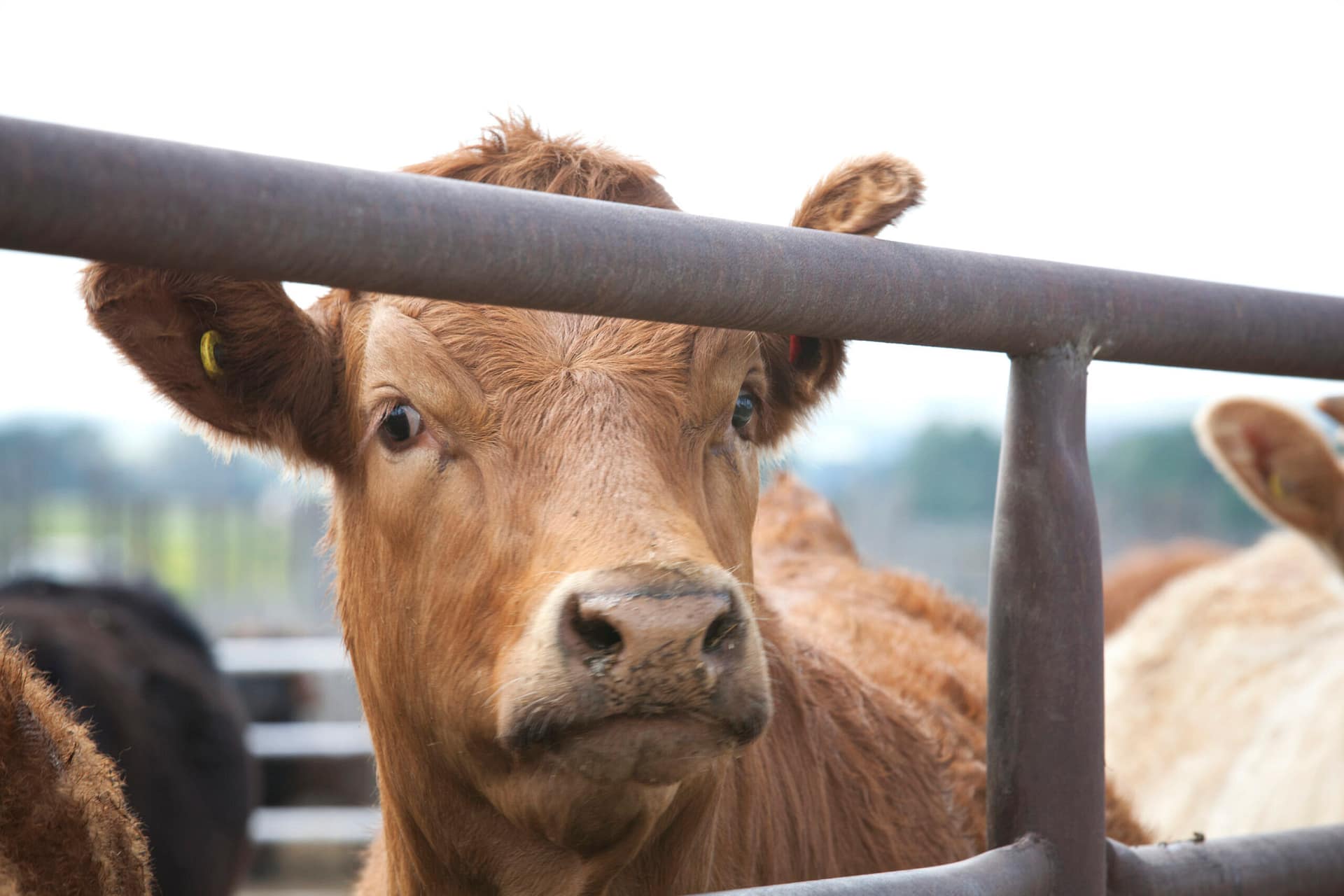 Animal Health Problems & Probiotic Plus Solutions