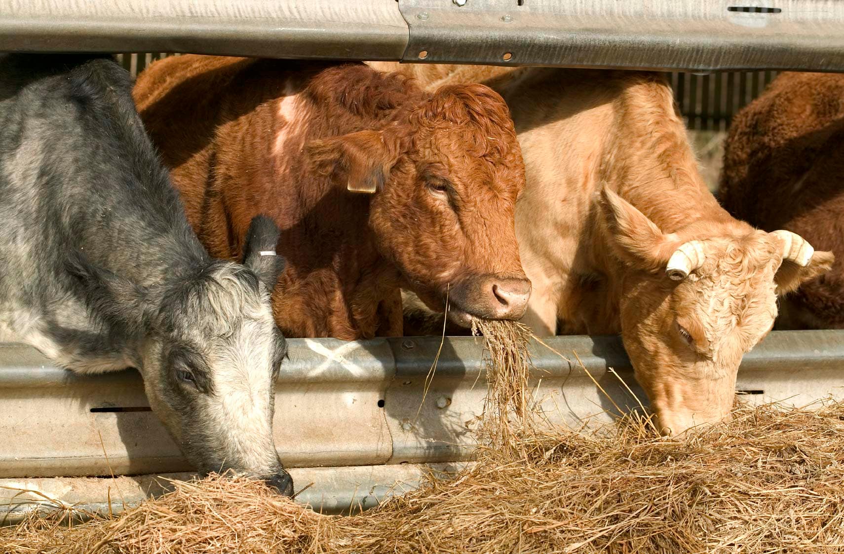 Probiotic & Prebiotic Solutions - TransAgra